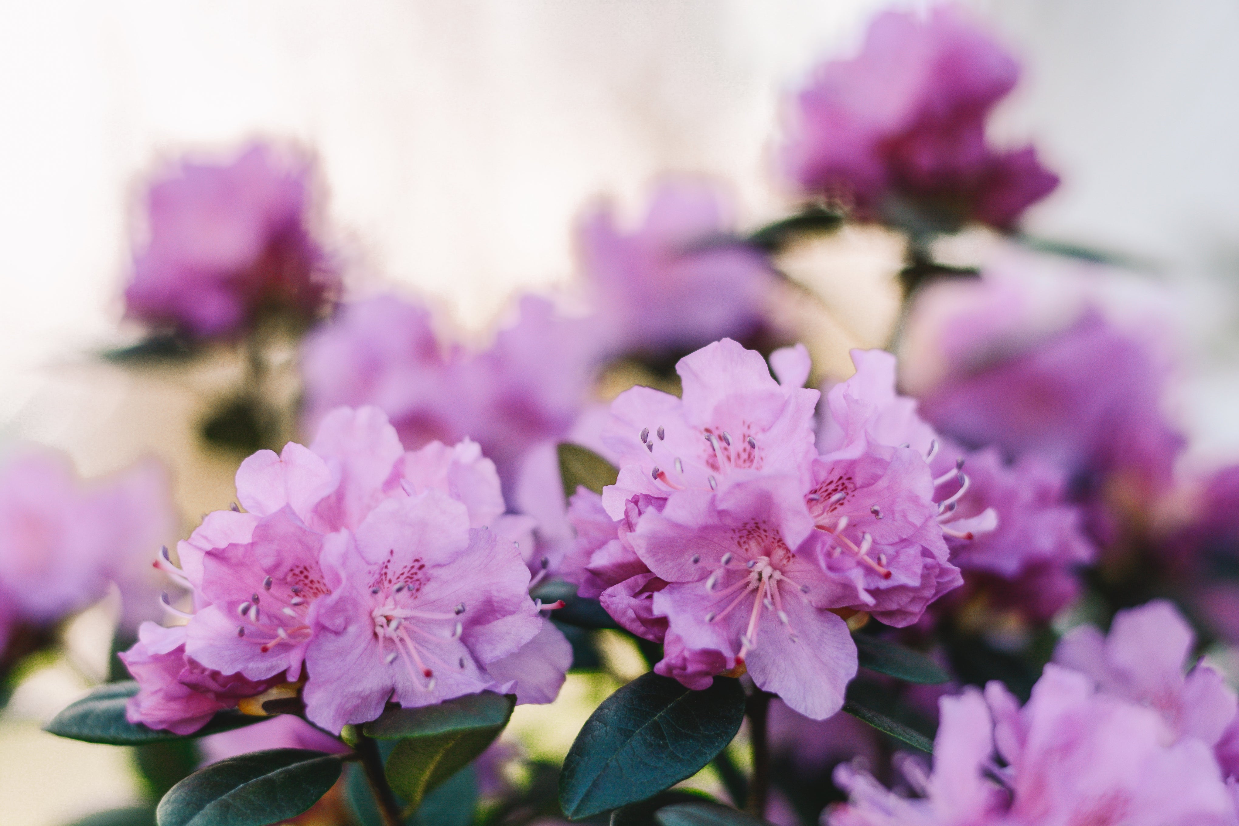 Natural Breast Enhancement & Penis Enhancement Pumps — Noogleberry
